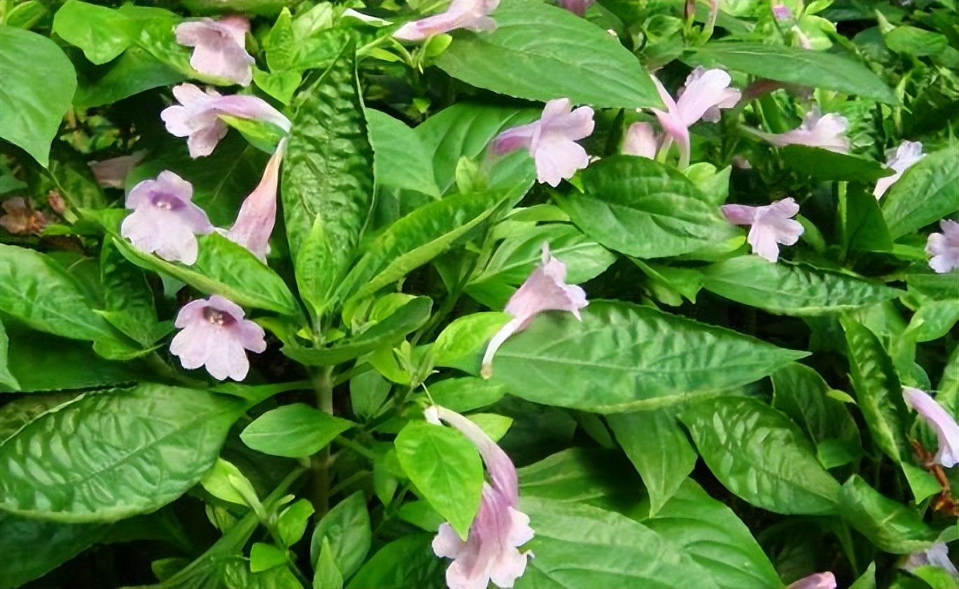 Magical Blue Grass Dye - Plant Indigo - iNEWS