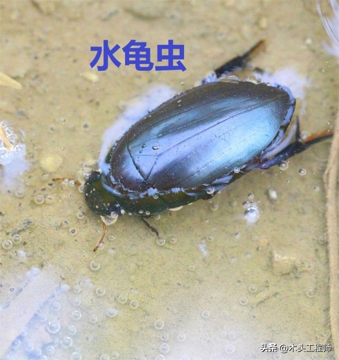 Ornamental insect identification map tips in the field: how to ...