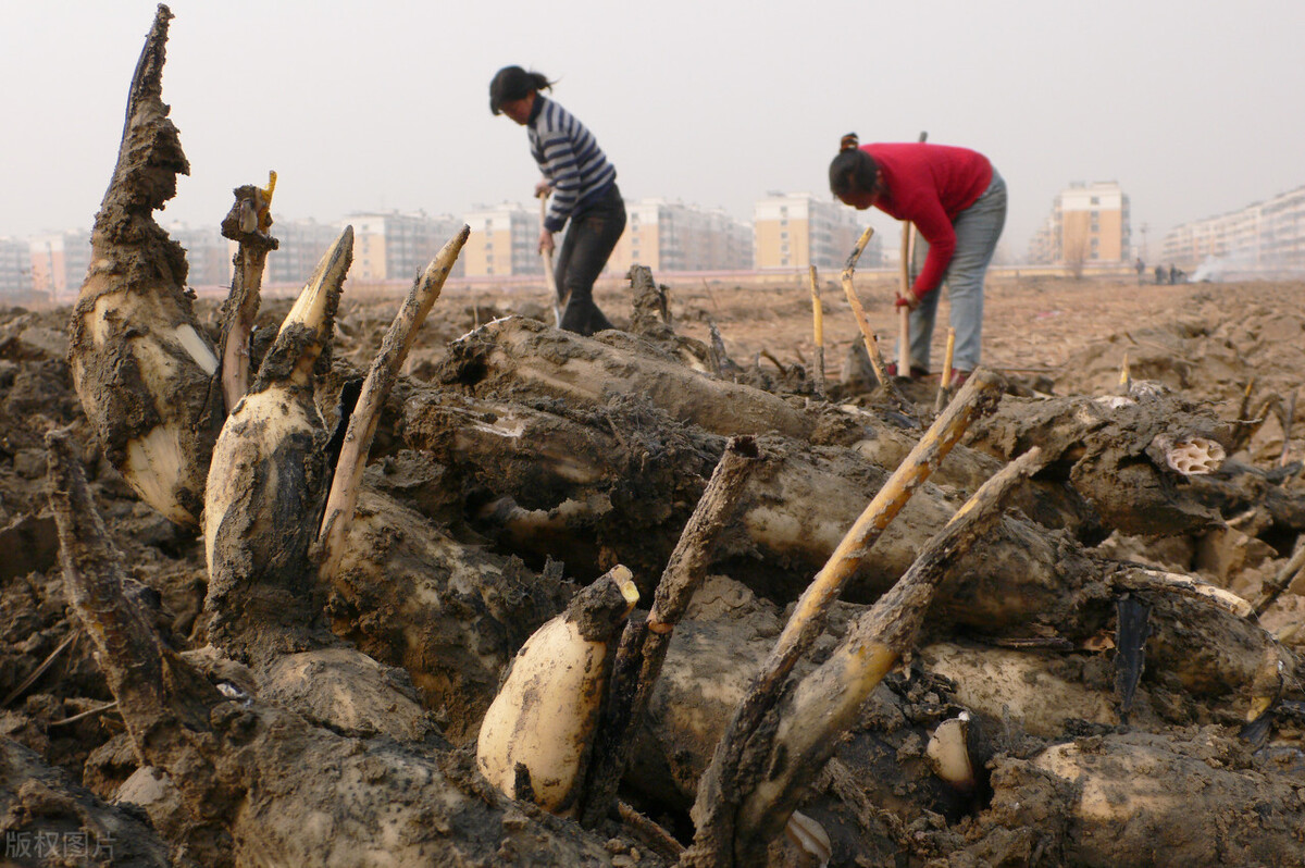 Remember to eat more of these 6 kinds of food, clean up the intestines ...