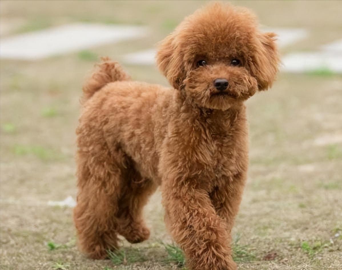 Challenge∣ Today's challenge failed, because of a puppy named Guoguo ...