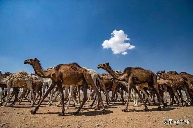 What are the natural enemies of camels?Why is it so rare to hear of ...