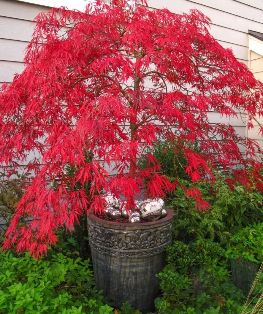 Beautiful fried! Ten kinds of weeping plants that cannot be missed, see ...