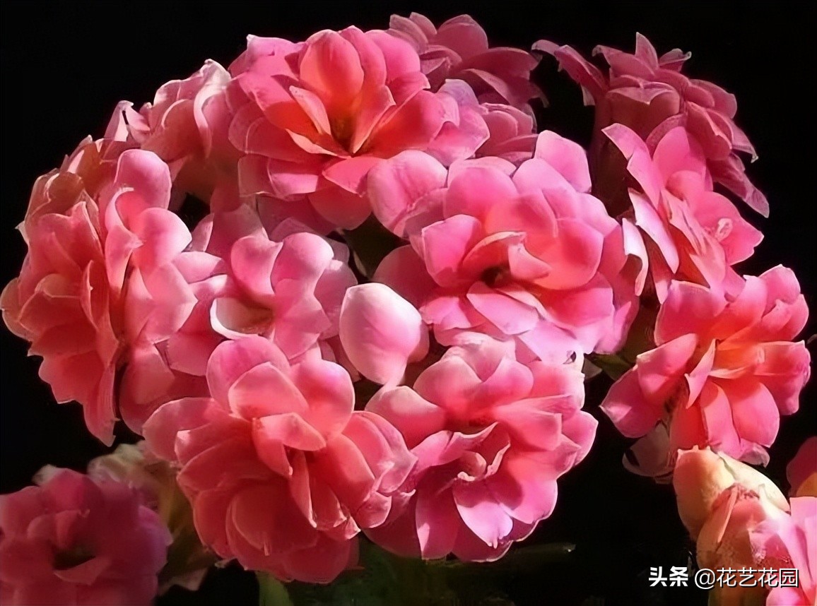 30 blooming longevity flowers, wishing your family a healthy and long ...