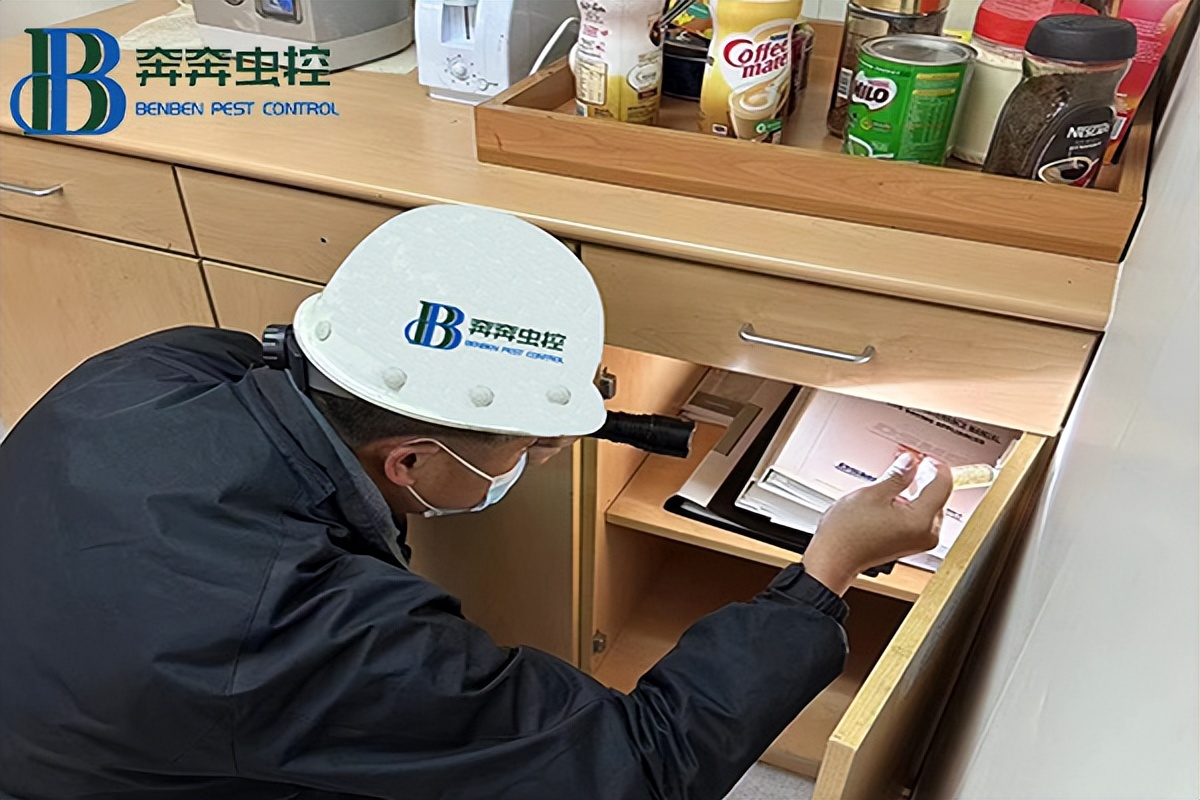 How to get rid of cockroaches in restaurants? - iNEWS