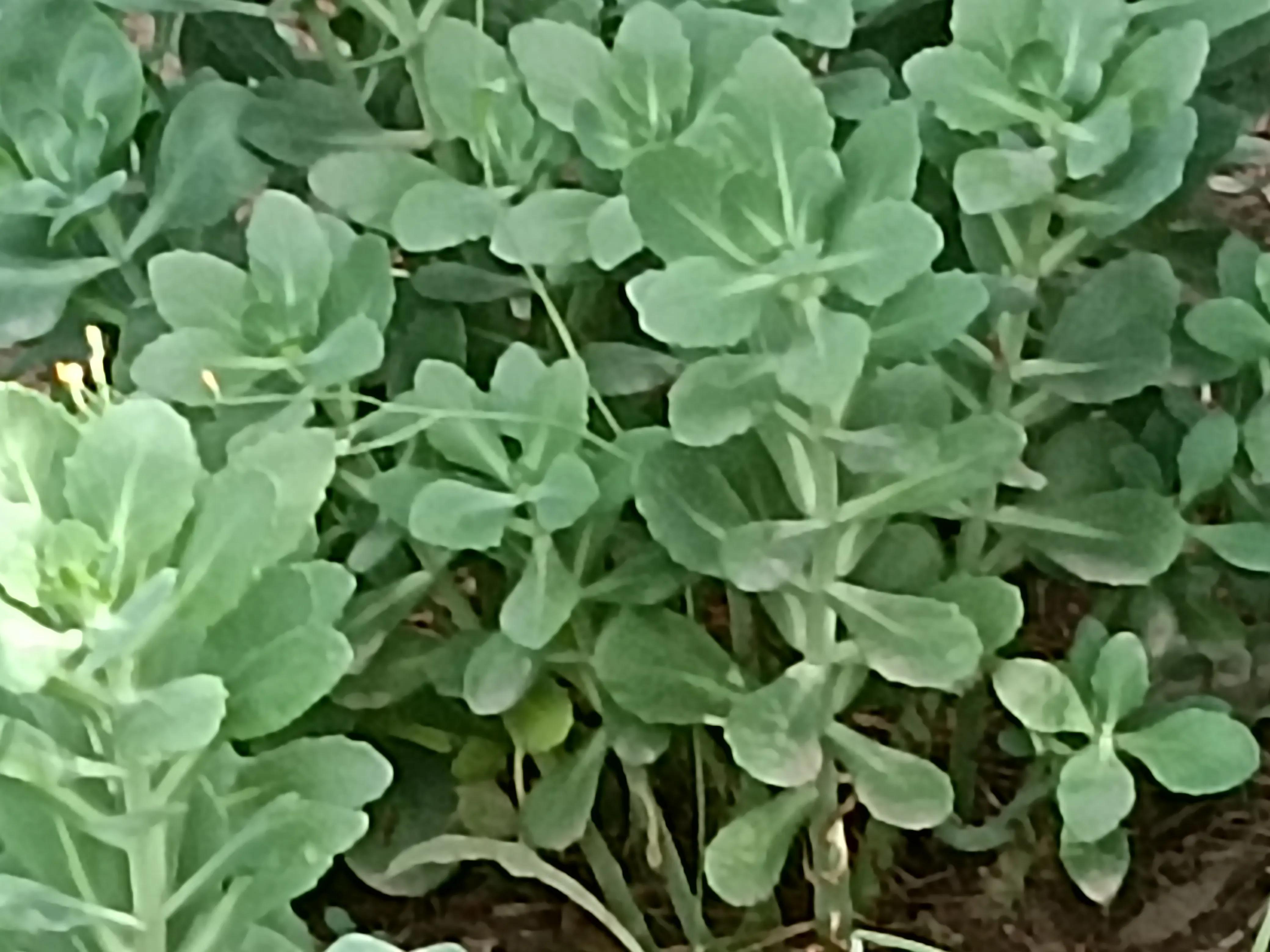 Scorpion Grass - iNEWS