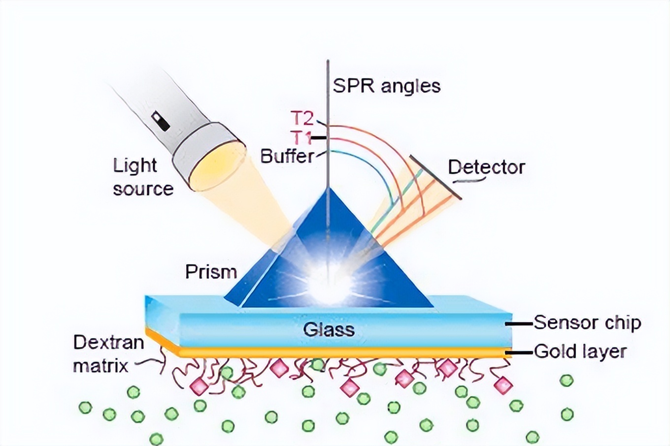 What are the outstanding features of the combination of Au-GO composite ...