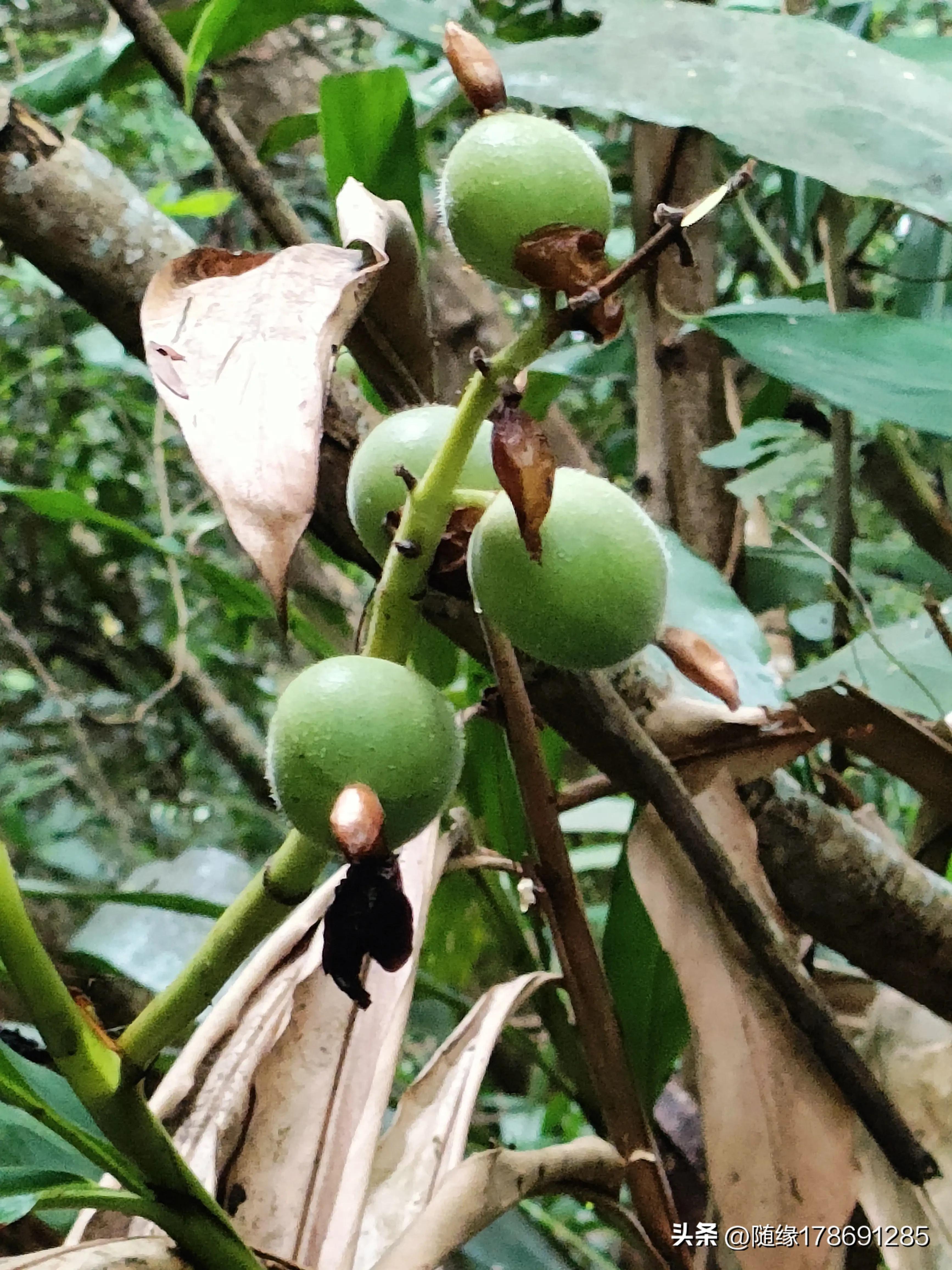 Revisiting Huguangyan (5) - iMedia