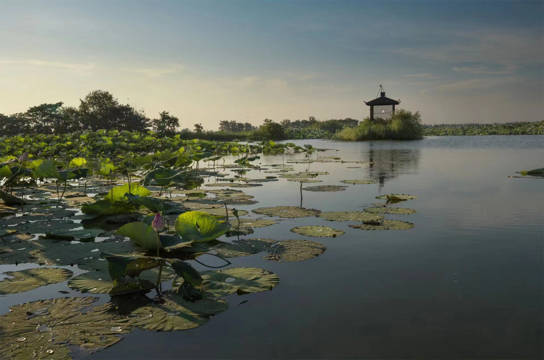 Yang Yiren - Hubei Wetland Ecology Popular Science Photography ...