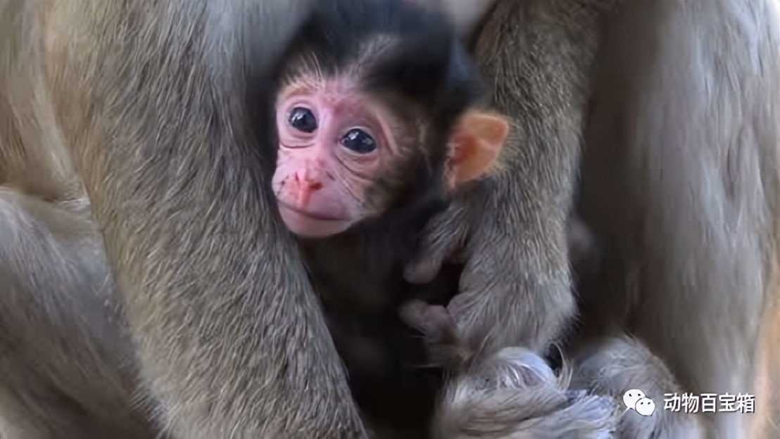 Why are "hybrid monkeys" so rare? Maybe it's not a coincidence, maybe ...