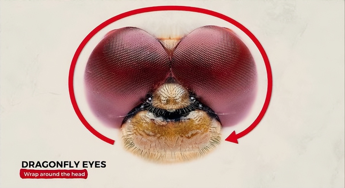 The most efficient and powerful insect hunter - iNEWS