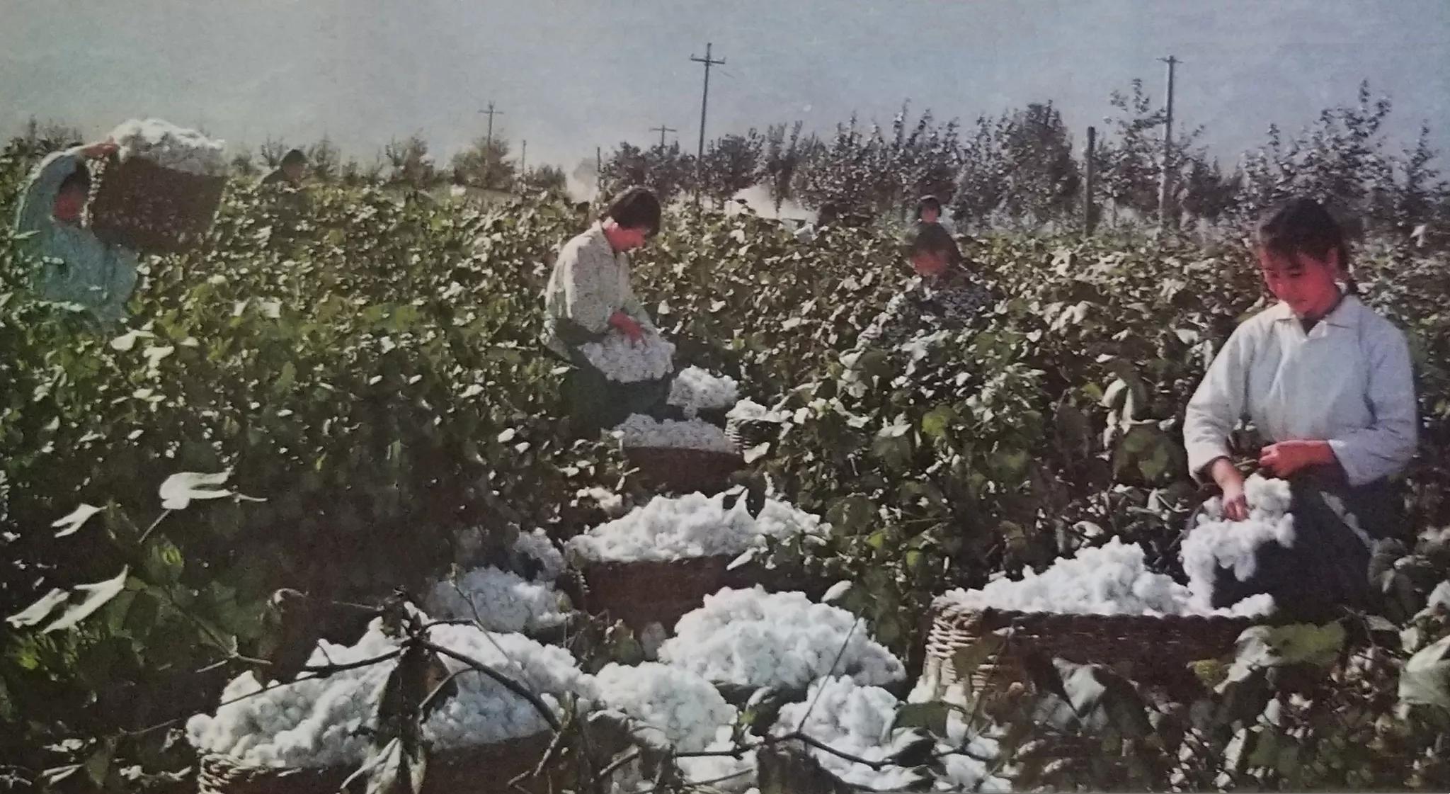 Yang Gui and the Black Old Horse - iMedia