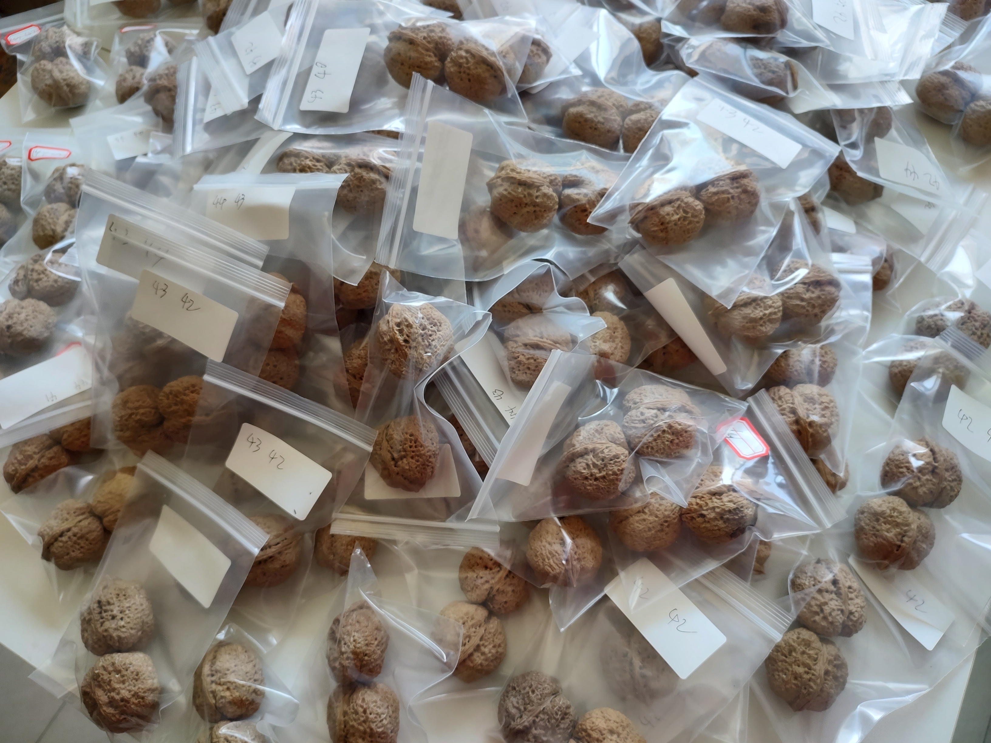 Feng's Wenwan Collection: Pockmarked Iron Walnut - iNEWS