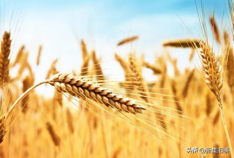Harvesting wheat harvesting season - iNEWS