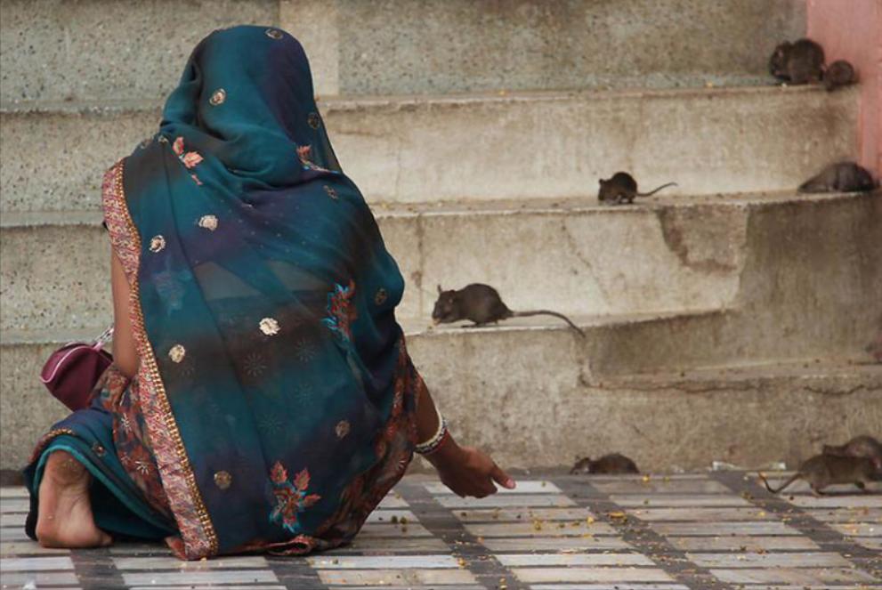 It is unbelievable to worship the rat as a god and build a temple for ...