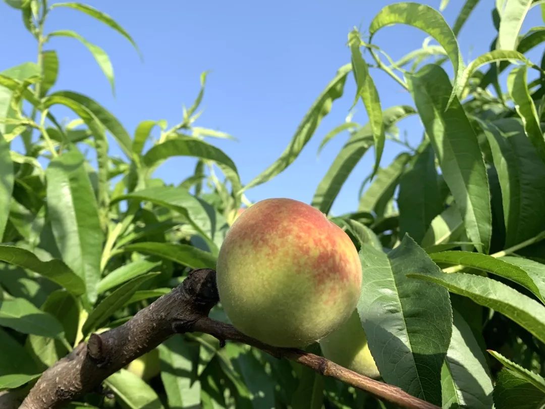 pretty!Yangshan Peach is coming very early! - iNEWS