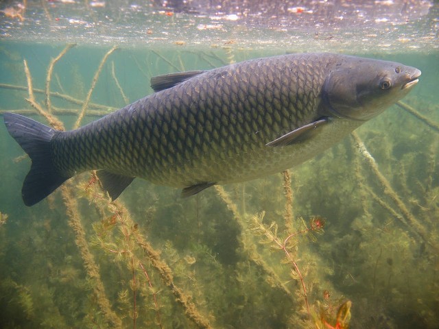 Common edible fish - grass carp - iMedia