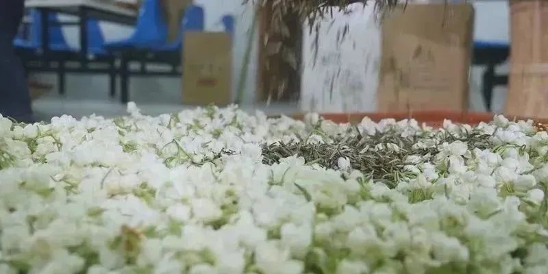 Fuzhou: the ancient and modern encounter between an "imported flower ...