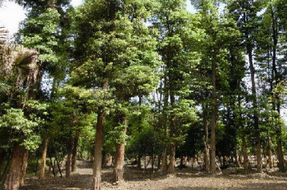 How expensive is nanmu, a tree can be exchanged for a Beijing courtyard ...