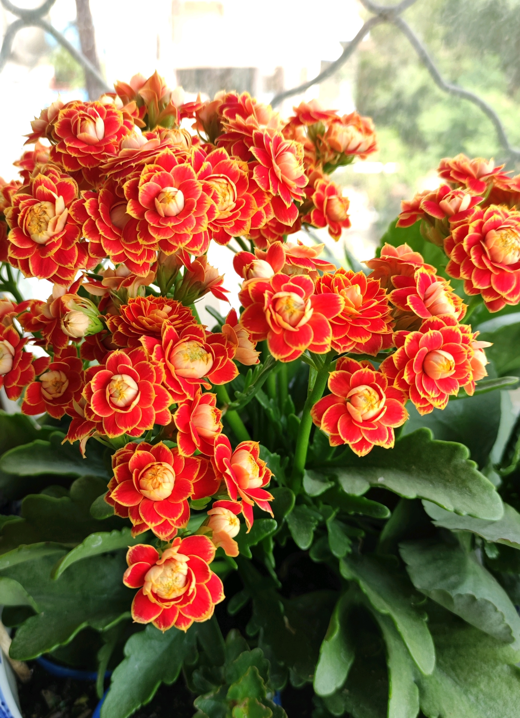 7 kinds of "monster flowers", the flower shop is "fascinated", buying a ...
