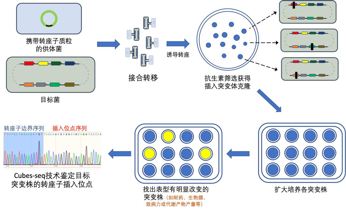Transposon Random Insertion Mutant Libraries - An Excellent Approach to ...