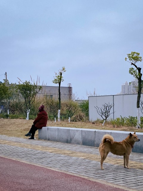 The dog that grew up eating human flesh: the bloody years behind it ...