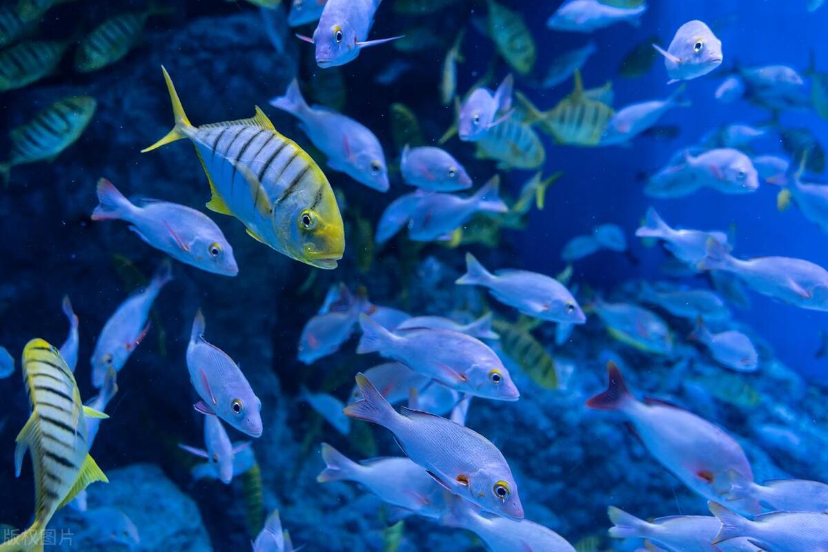 Reasons why fish swim in water and the function of gills - iNEWS