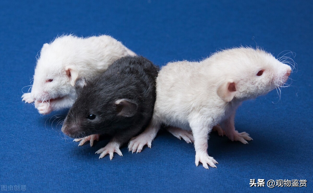 Why can't the rat pups be touched?Why do mice eat pups? - iNEWS