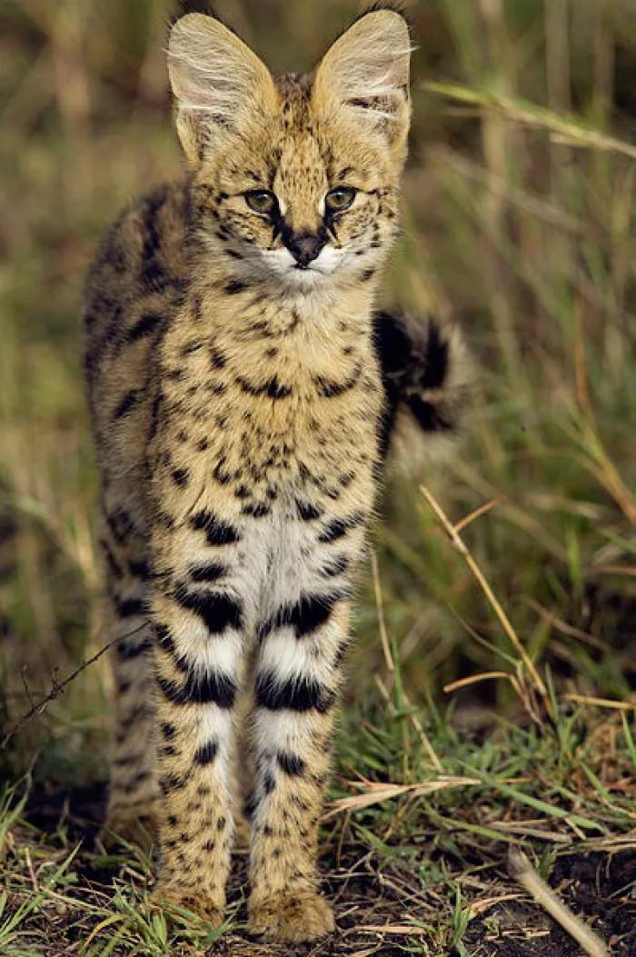 The son of the night who lives in the African savannah: Serval - iNEWS