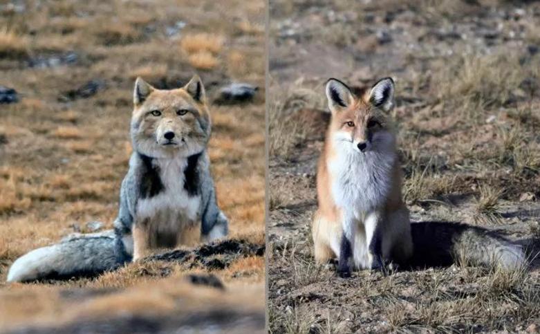 Five Tibetan foxes were photographed in the wild. What are the ...