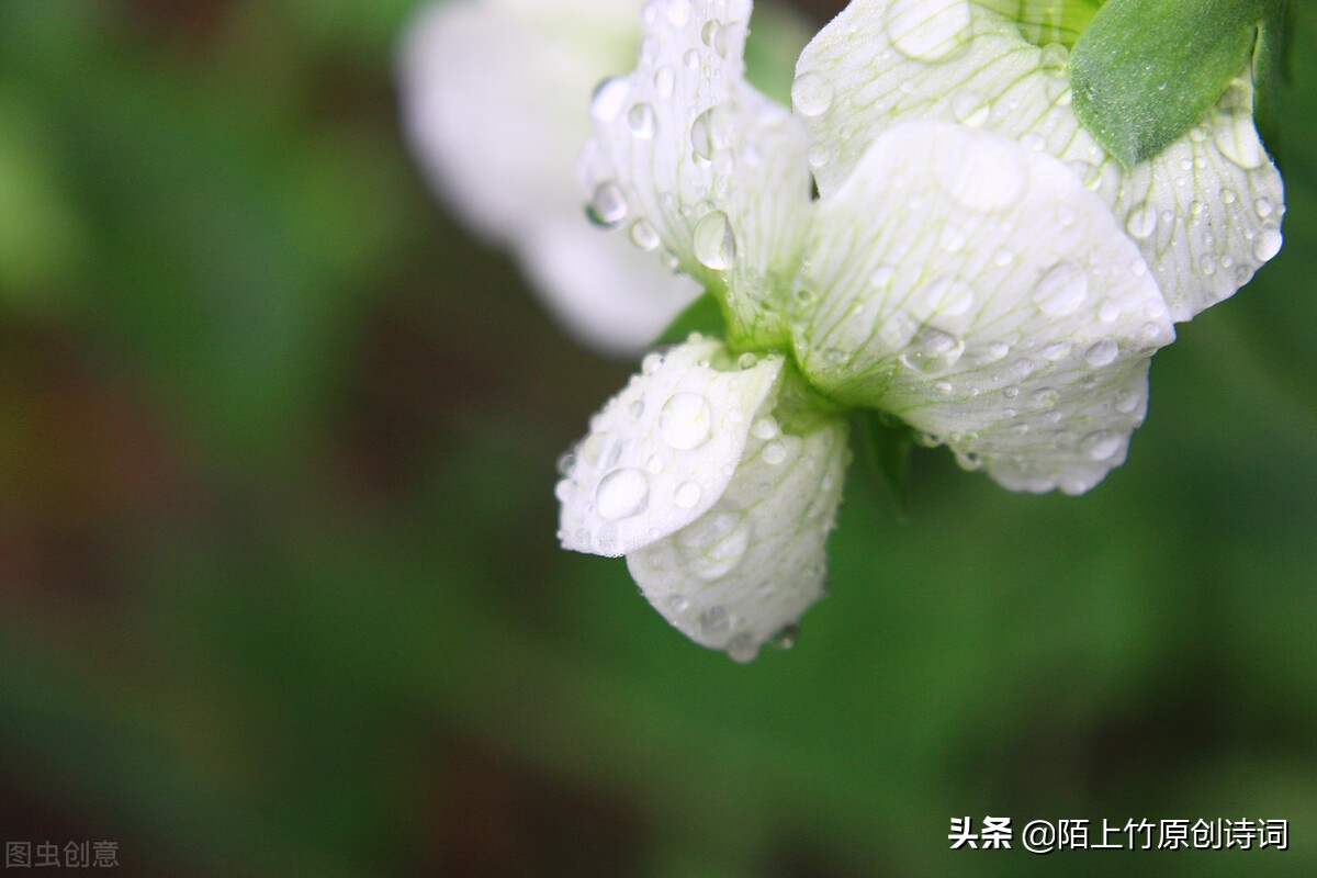 Seven-character quatrains: Spring rain - iNEWS