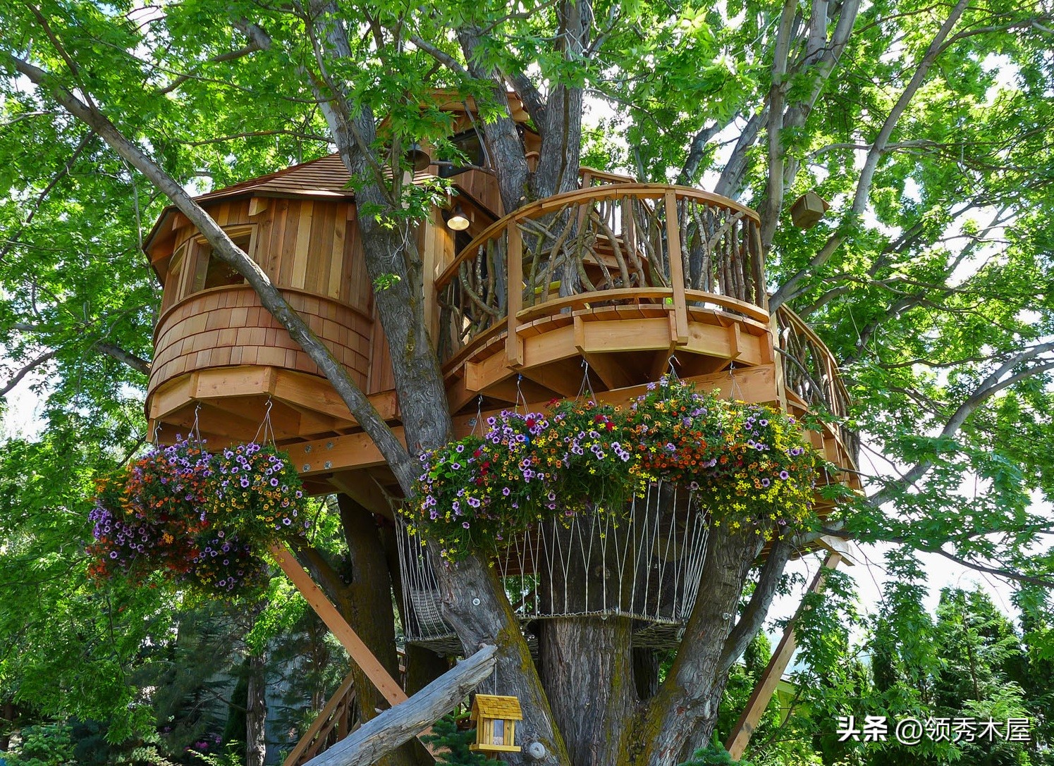 How to design a tree house? - iNEWS