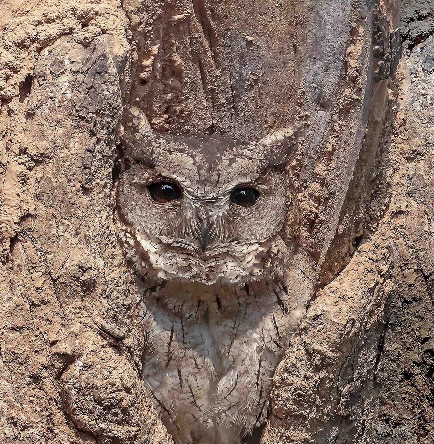 30 extremely rare animal photos - iNEWS