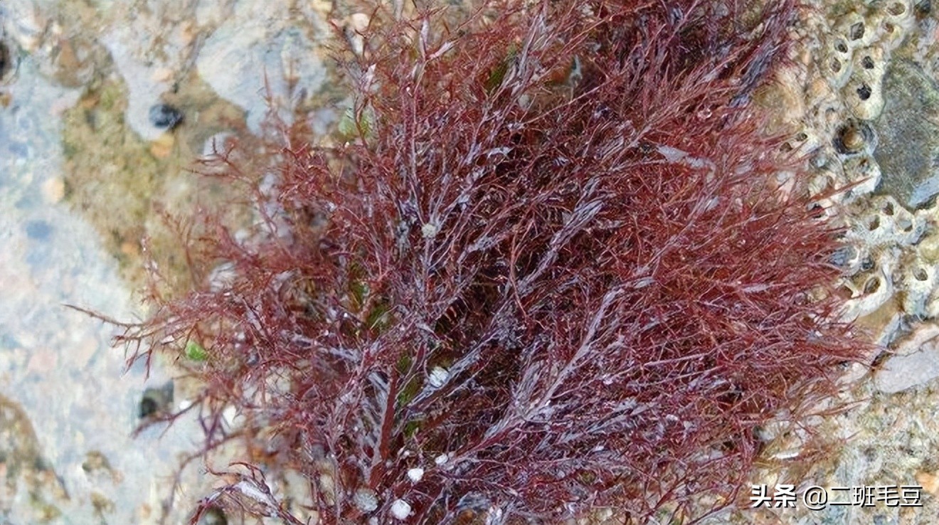 Jelly in summer (6): sea stone flower (end) - iNEWS