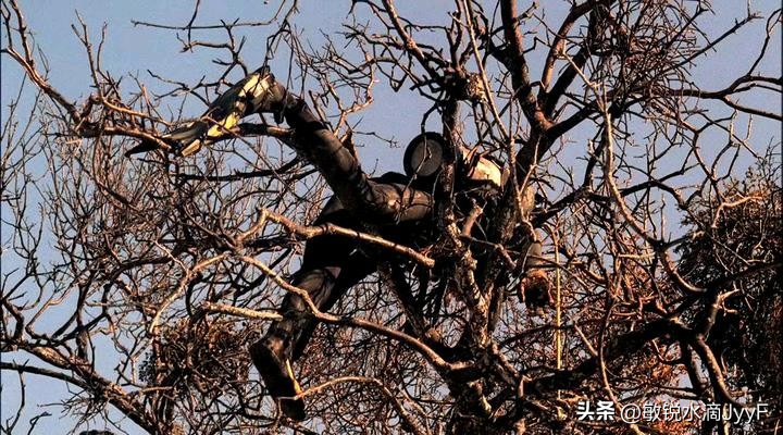 Unbelievable: Divers in full gear and body found in treetops at forest ...