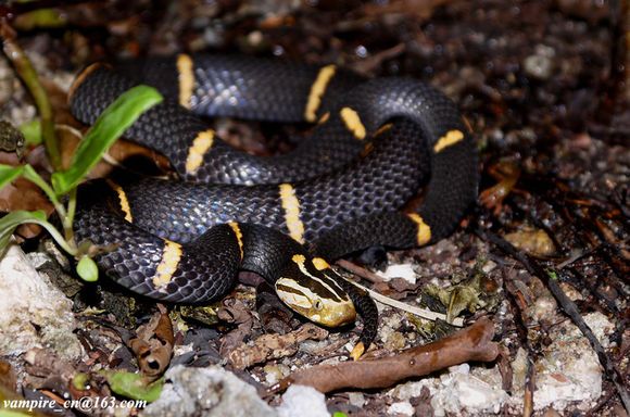Common snakes in China (under the highly venomous snake) - iMedia