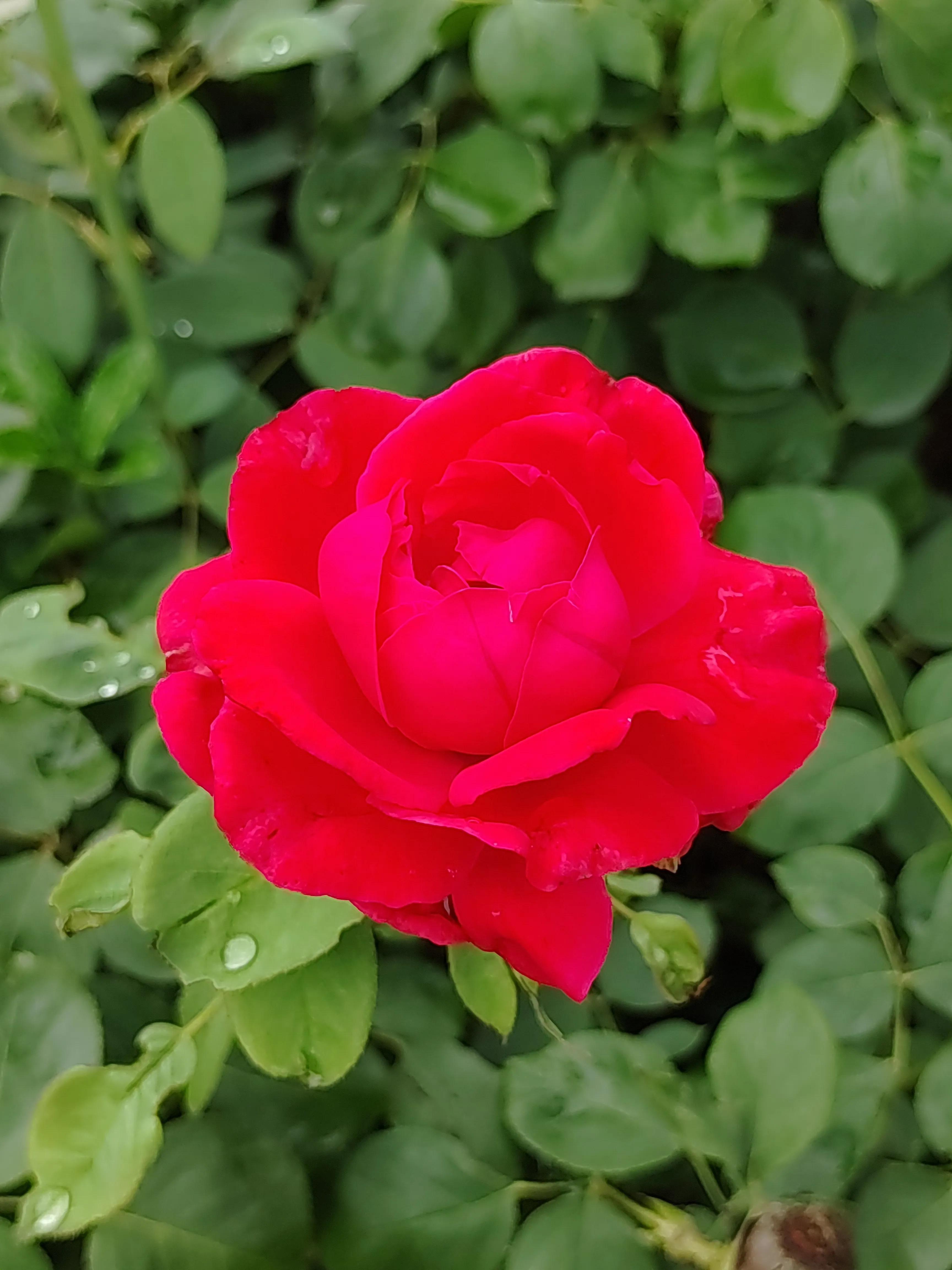 Charming Chinese rose - iNEWS