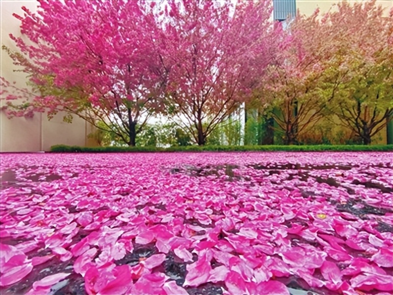 Giant Panda "Yaya" Returns to China Successfully - iMedia