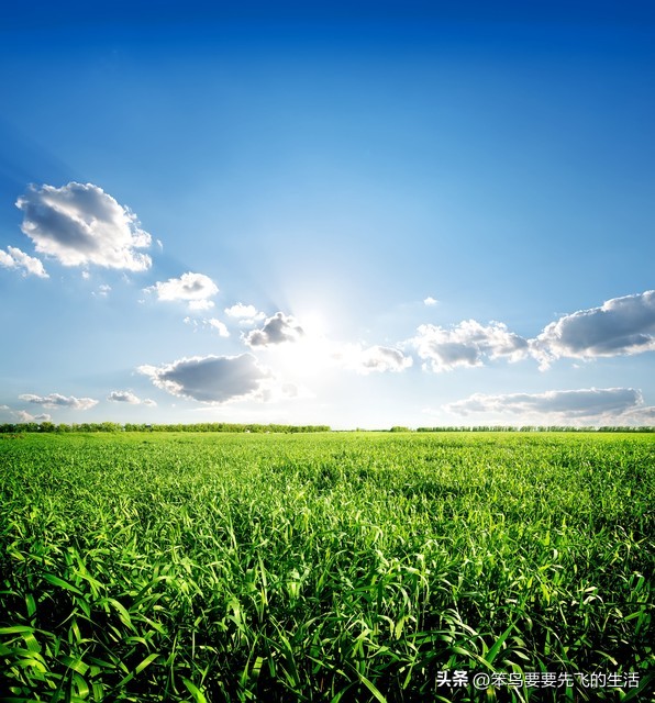 Dancing Grass: Exploring the Mysterious Phenomenon of "Merry Grass" - iNEWS