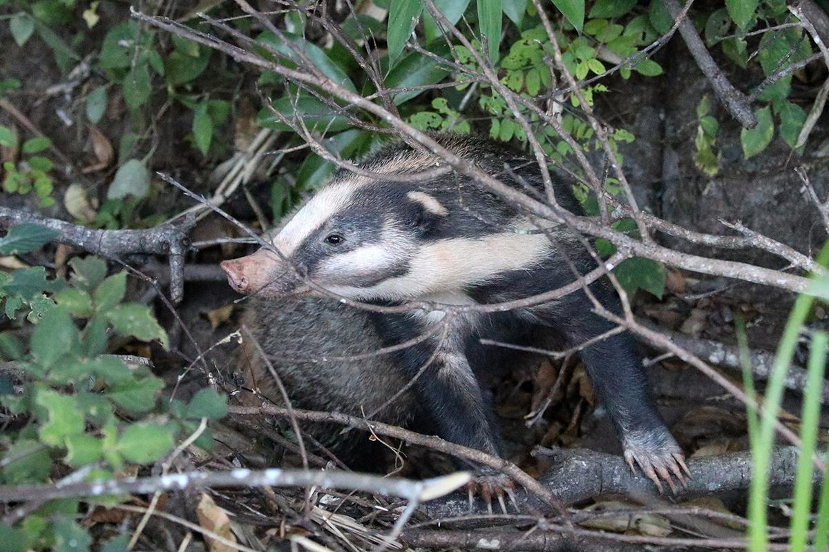 Xinjiang found a "mountain badger", with a pig nose and claws on its ...