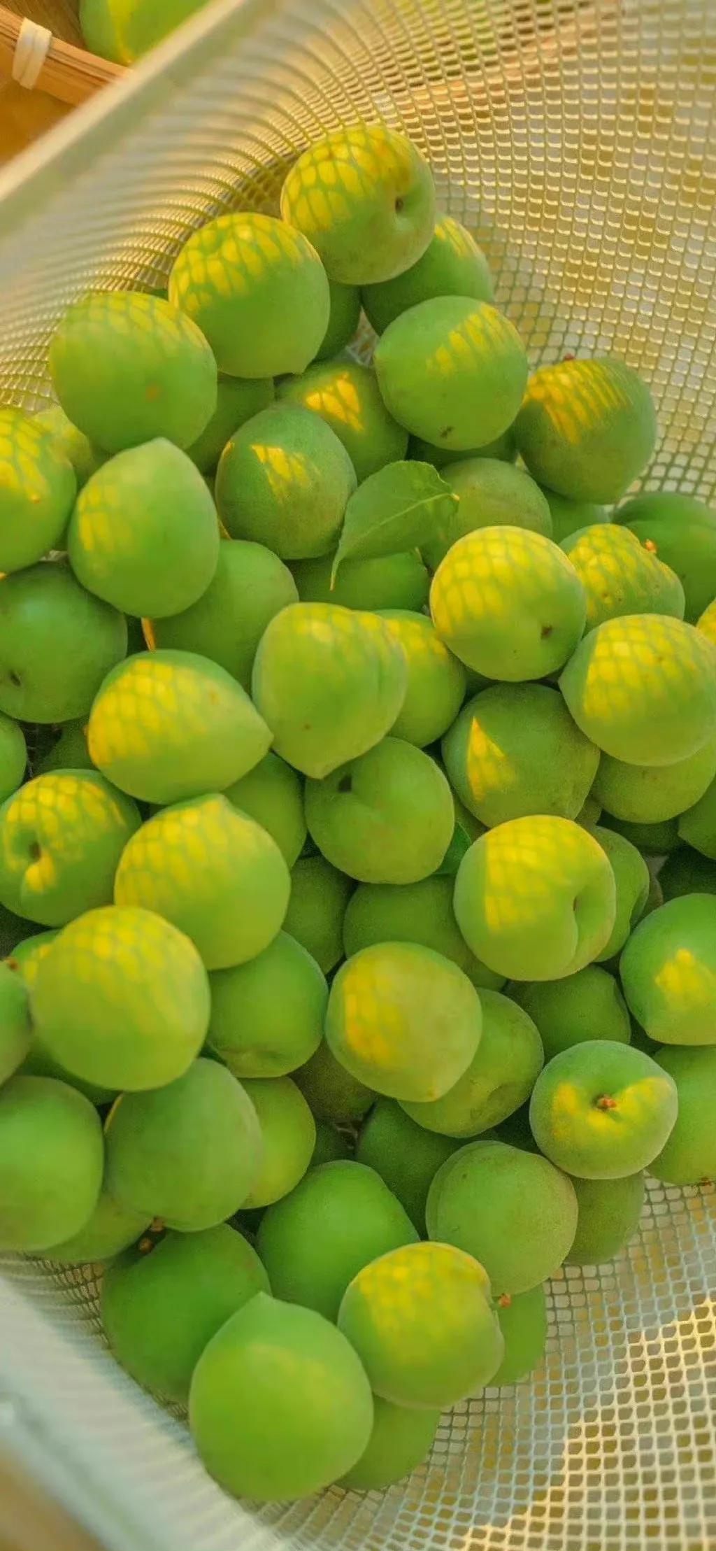 Eye protection mode wallpaper? - iMedia