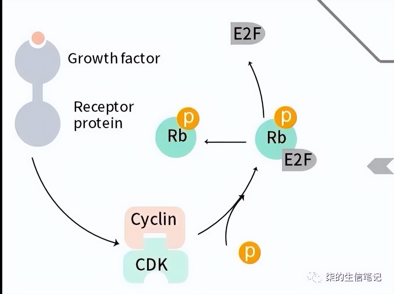 Cell cycle and regulatory pathways - iNEWS