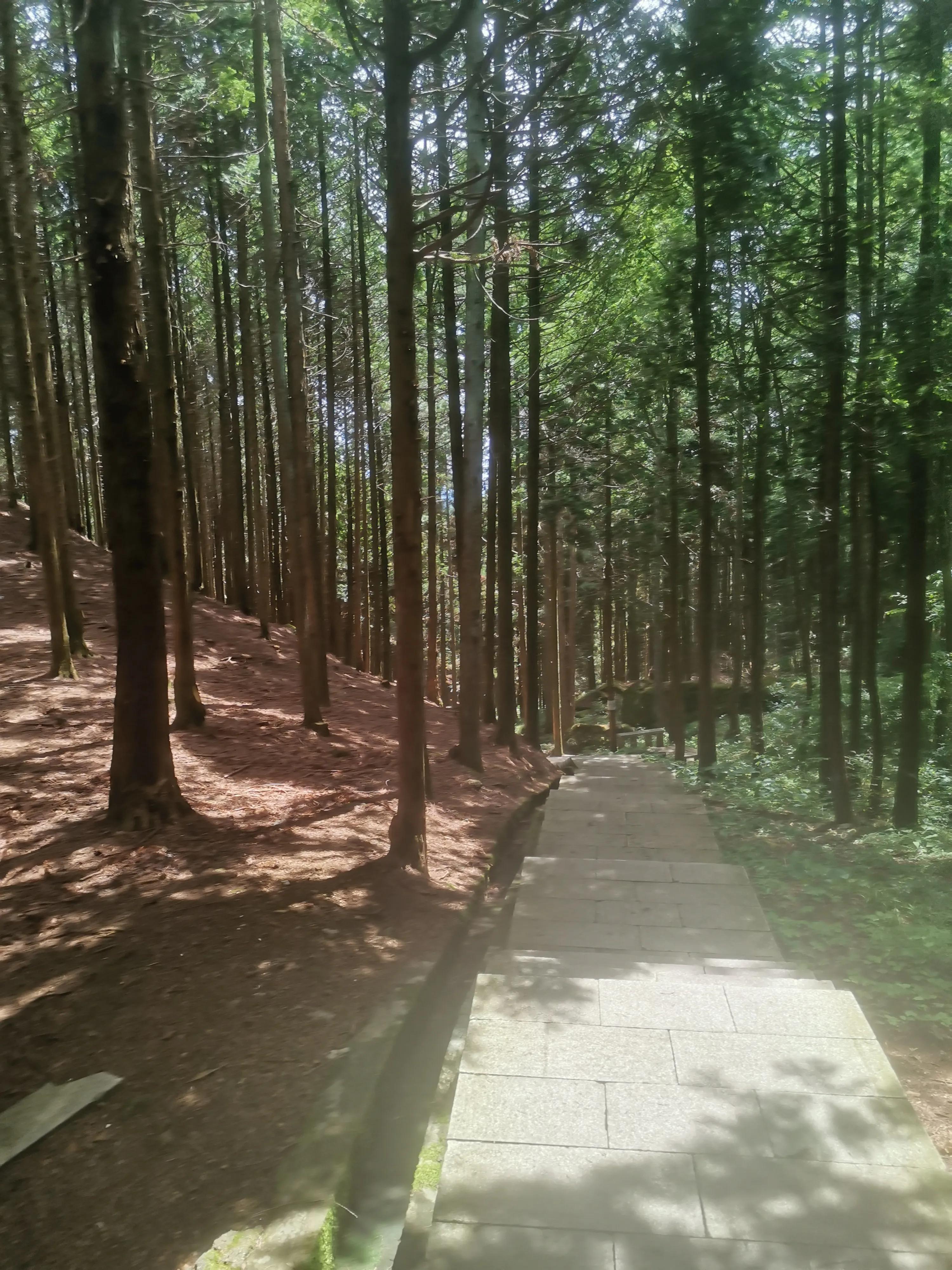 Go up to Dumwood Mountain again. - iNEWS