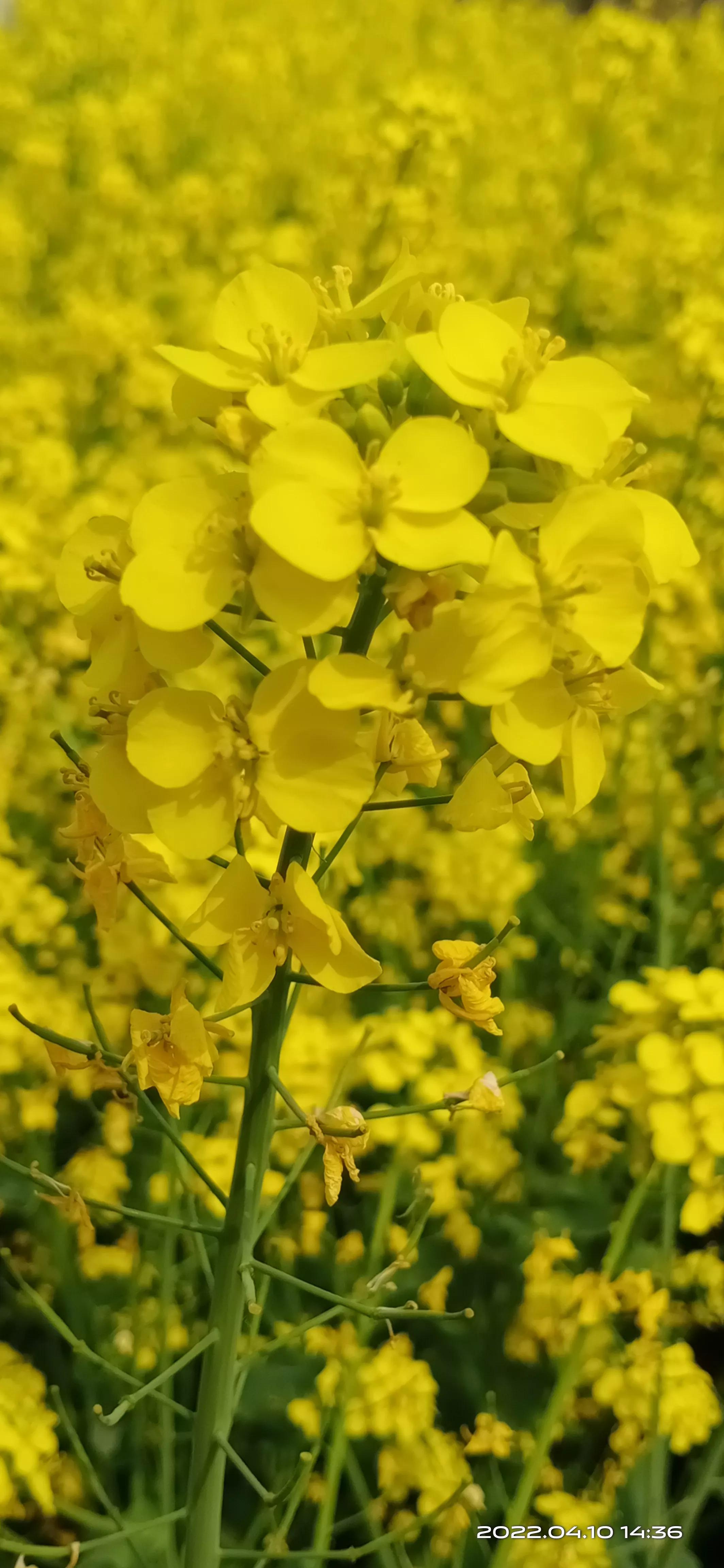 Everywhere is golden and beautiful - a group of rapeseed flowers ...