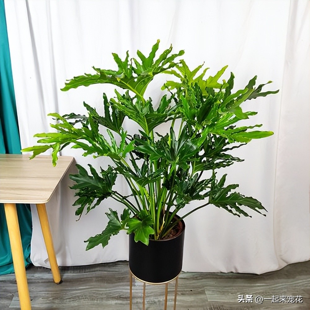 3 kinds of beautiful and noble flowers, put in style at home, fresh air ...