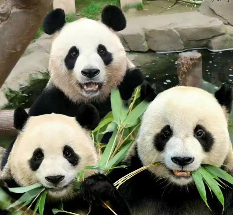 Giant panda Aibao in South Korea gave birth to twins, Fubao has two ...