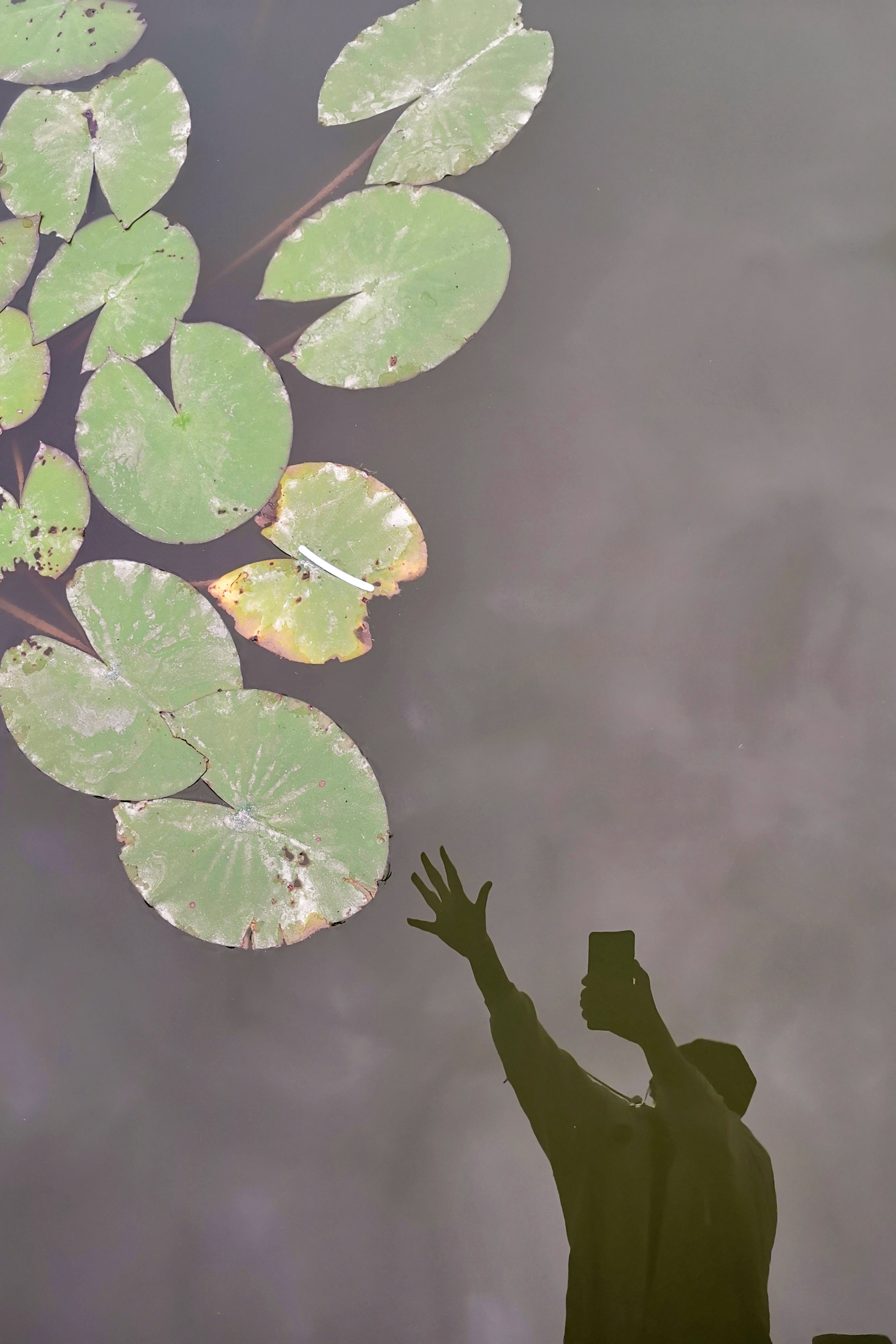 Sunflowers are not only beauty, but also a spirit - iNEWS