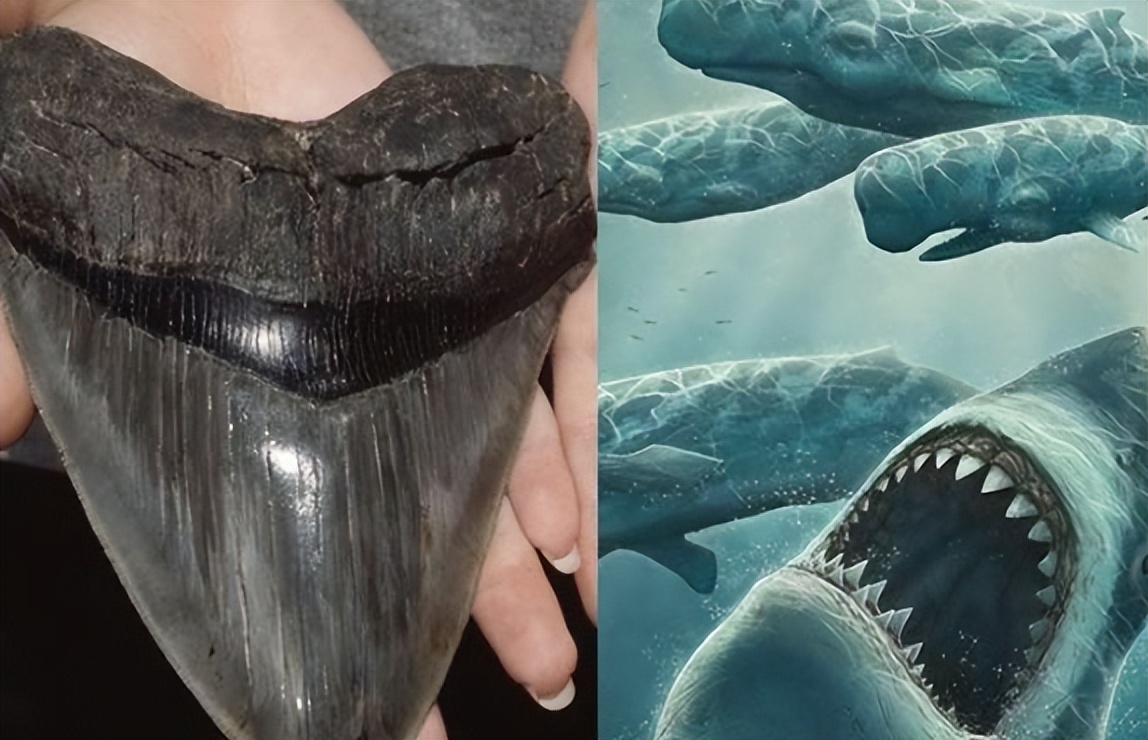 How scary is the giant tooth shark? With 250 teeth, it is believed to ...