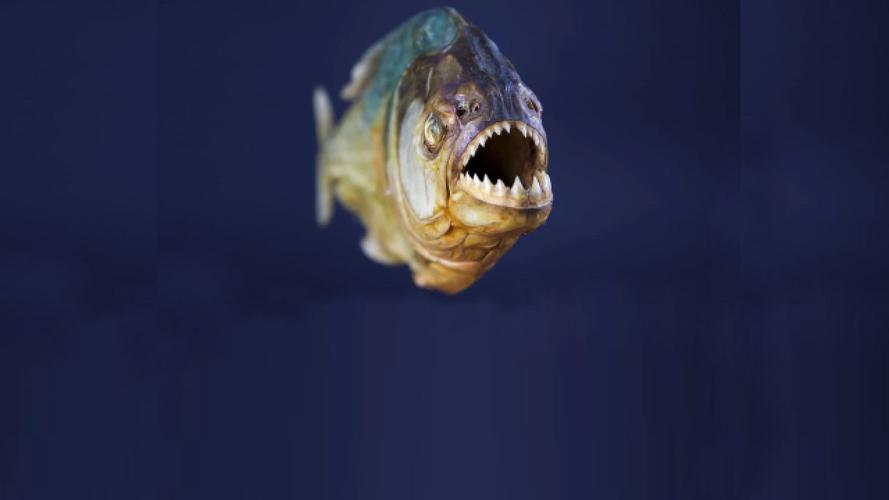 8 people were bitten by piranhas and sent to the hospital. Can the ...