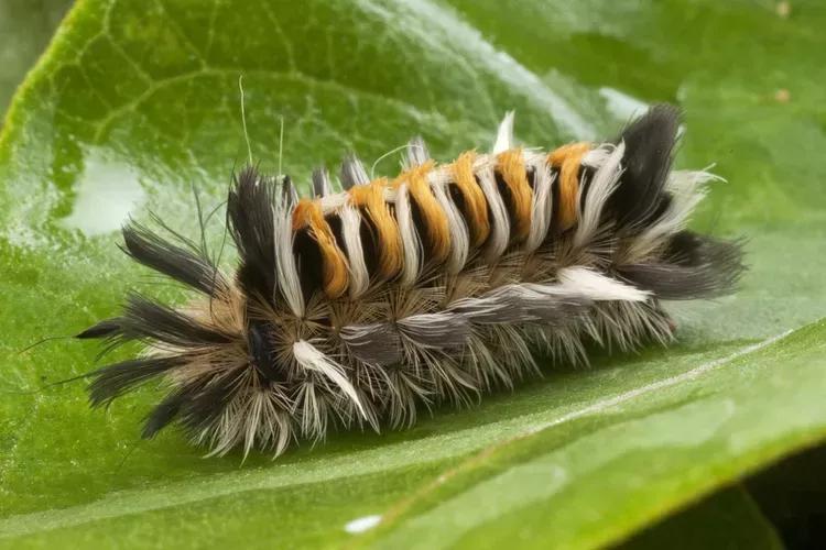 9 Absolutely Cute Arthropods - iNEWS