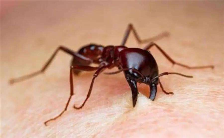 The ferocious ant colony slaughter the poisonous snake - iNEWS